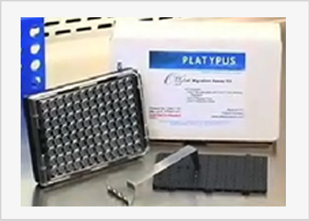 Platypus Cell Migration / Cell Invasion Assay Kit | 자연과학