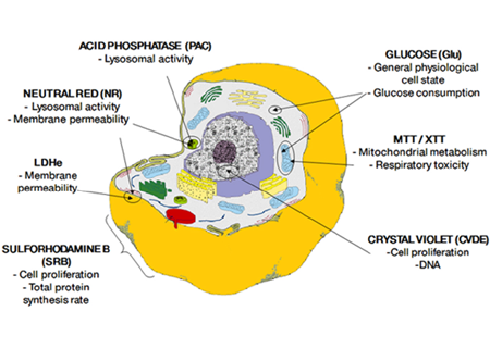 Multiple Cytotoxicity Test | 자연과학