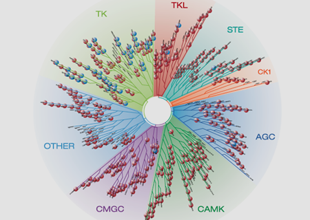 KINOMEscan | 자연과학