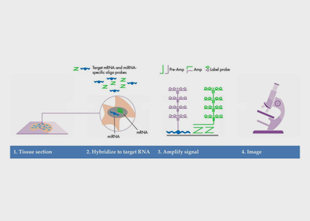 RNAscope™ Plus smRNA-RNA Assay | 자연과학
