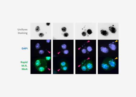 Rapid Micronucleus MoA – OECD 487 | 자연과학