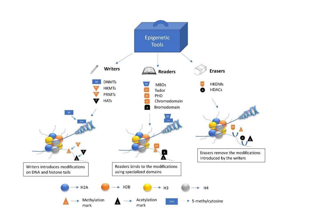 Epigenetic 서비스 | 자연과학