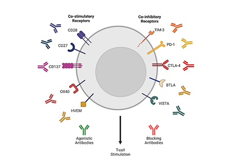 Checkpoint Receptor Assay | 자연과학
