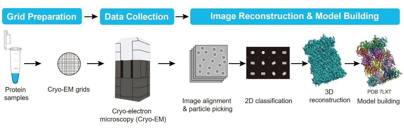 Cryo-EM 서비스 | 자연과학