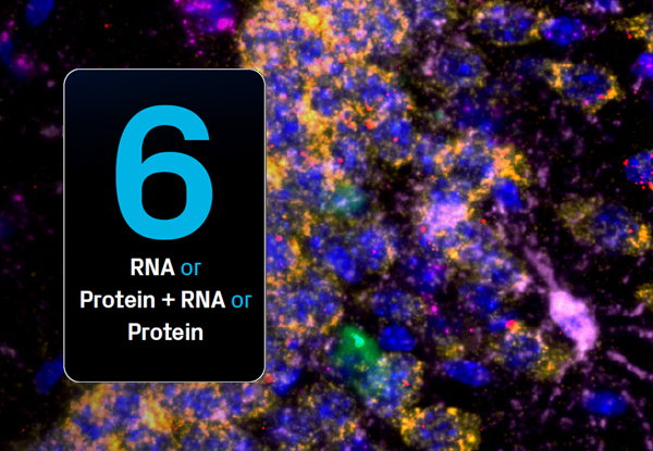 RNAscope™ Multiomic LS Fluorescent Assay | 자연과학