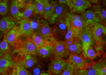 Human iPSC-derived Hepatocytes 2.0 | 자연과학
