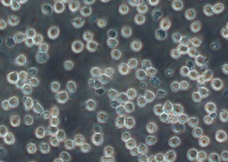 iCell Hematopoietic Progenitor Cells | 자연과학