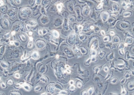 iCell Macrophages 2.0 | 자연과학